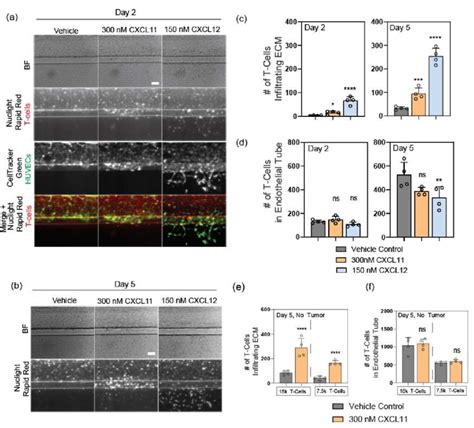 Activated Rested T Cells Enable An Extended Assay Endpoint A And Download Scientific Diagram