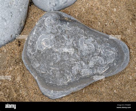 Ammonite Fossils In Stone From Beach In Dorset Uk Ammonite Nautilus