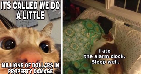 Spicy Clawminal Caturday Memes To Prepare You For Tonights Feisty