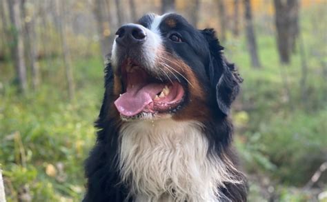 Il Cane Nero Cieco Ha Una Guida Davvero Speciale Il Suo Gemello Un
