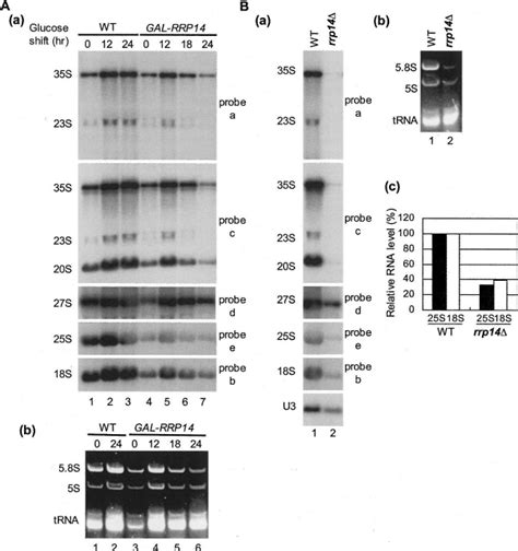 Northern Analysis For Steady State Level Of Rrnas A W3031a