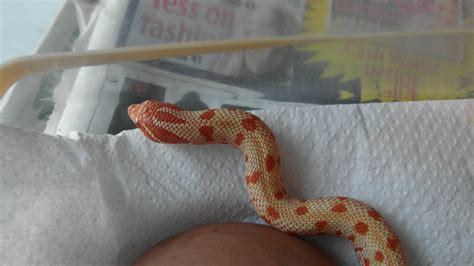 Albino Anaconda Hognose Updated Pics Reptile Forums