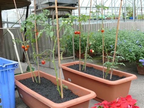 長細いプランターにミニトマトを移植 十時花園｜食卓菜園を提案