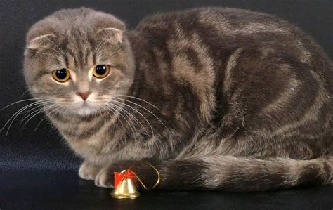 😻Шотландская кошка вислоухая и не очень Всё о ней Нос хвост лапы