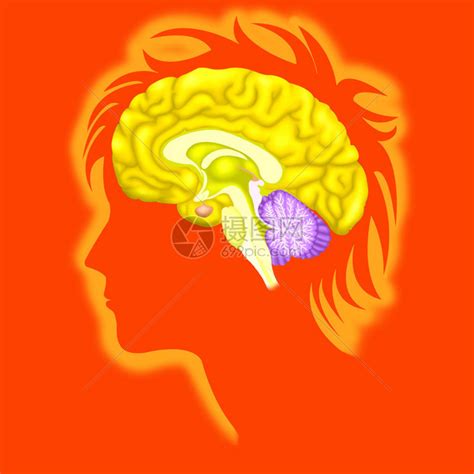 人脑的插图插画图片下载 正版图片402247044 摄图网