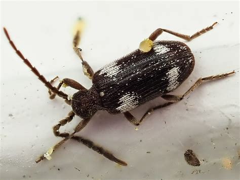 Ptinus Sexpunctatus Syn Gynopterus Sexpunctatus Sechspunkt