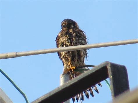 Kestrel Week V Backyard And Beyond