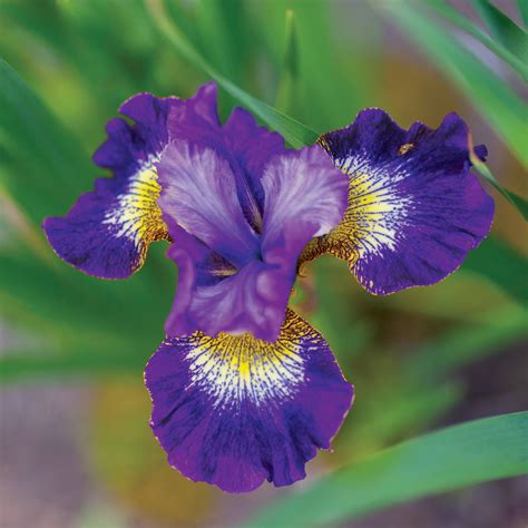 Iris Sibirica Golden Edge Degroot