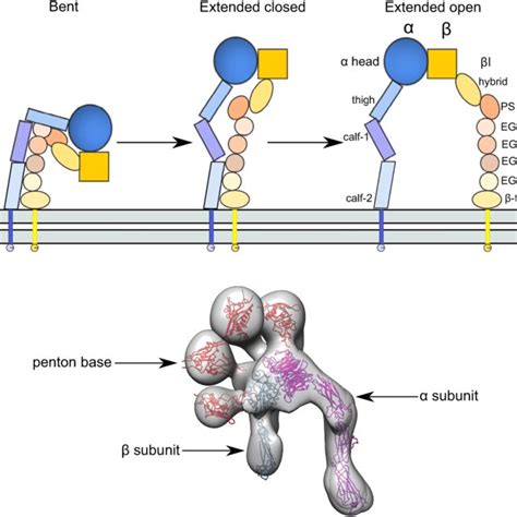Human Adenovirus Knob Binding To Attachment Receptors The Trimeric