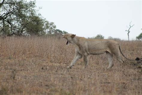 Wouter And Tanyas Excellent Adventure Part 6 Kruger Day 4 Wouters Blog