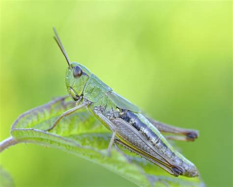 Grasshopper Photo Free Public Domain Free Photo Rawpixel