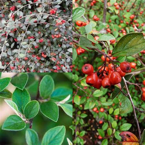 50 Seeds For Planting Cotoneaster Franchetii Dried Berries Orange C