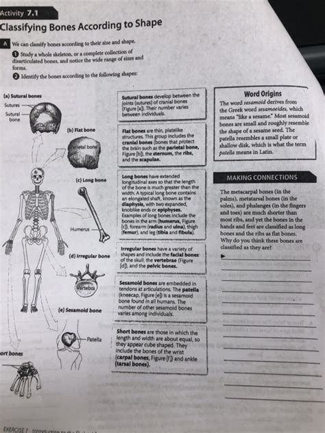 Solved Activity 71 Classifying Bones According To Shape We