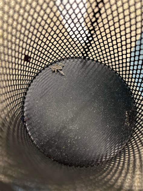 Spider Scrolller Spider Scrolller