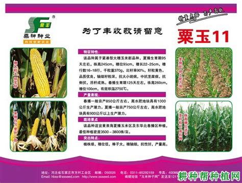 粟丰768玉米品种大禹901玉米品种现代768玉米种大山谷图库