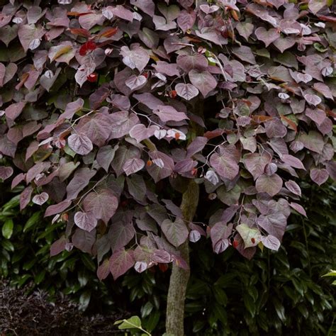 Ruby Falls Weeping Redbud Tree Cercis Canadensis Roots Plants