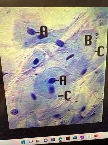 Bio Lab Flashcards Quizlet