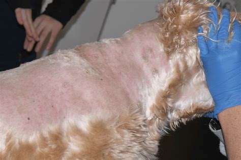 Topical Treatment Of Canine Superficial Pyoderma Todays Veterinary Practice Topical Treatment Of Canine Superficial Pyoderma Todays Veterinary Practice