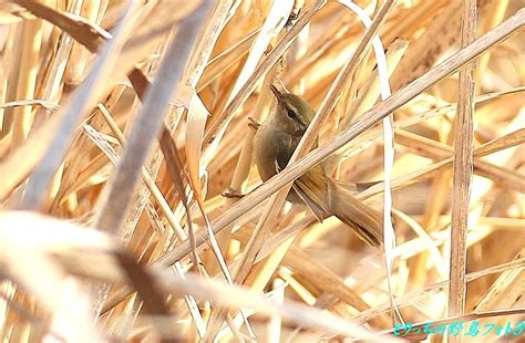 ヤブヨシキリ ほか 千葉県3 とりっちの野鳥フォト3