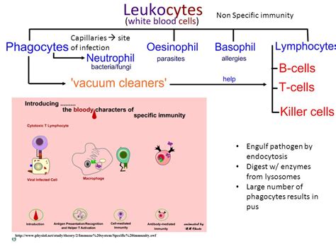 Prokaryotes No Real Nucleus Divide By Binary Fission Bacteria