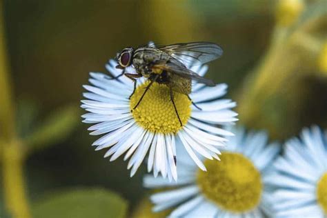 Cuáles Son Las Plagas Más Comunes En Primavera