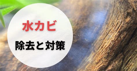 水槽の水質TDSとは水草が育つ目安やTDSを下げる方法 アクアリウムを楽しもう