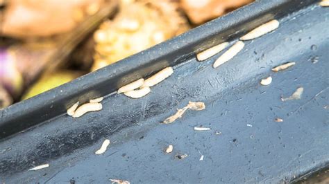 How Can I Kill Maggots In Wheelie Bin At Ashley Pautz Blog
