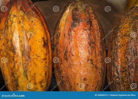 Cacoa Bean Stock Image Image Of Extracted2 Plantation 94068515