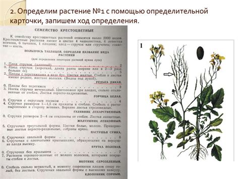 Определение видов растений 7 класс презентация онлайн
