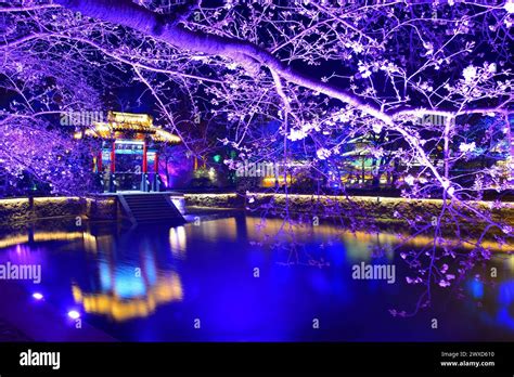 Cherry Blossoms In Yuantouzhu Park At Night Wuxi Jiangsu Province