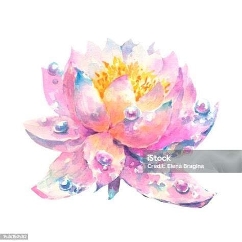 이슬방울이 있는 분홍색 수련꽃 흰색 배경에 고립된 수채화 그림 꽃 식물에 대한 스톡 벡터 아트 및 기타 이미지 꽃 식물