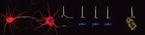 Axonal Initial Segment ~ Advanced Neurobiology