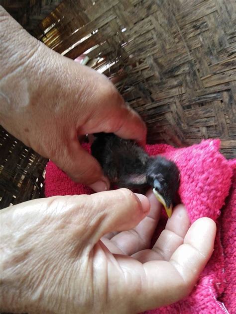 นกน้อยตกลงมาจากเพดานคนข้างบ้าน🐦🐤🐥🐣 พิชญาภา ต่วนจะโปะ