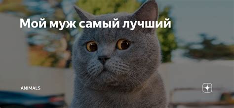 Мой муж самый лучший Animals Дзен