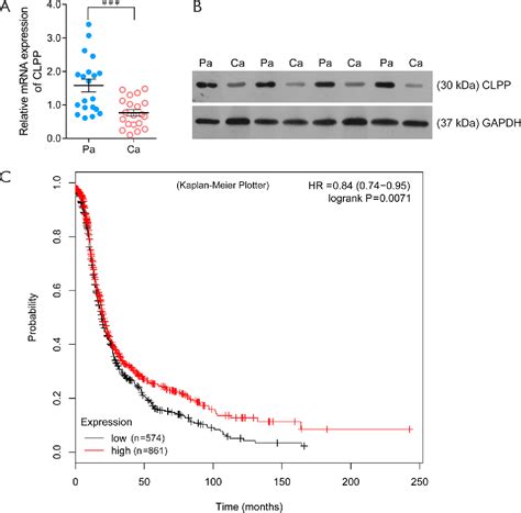 Figure 1 From Caseinolytic Protease P Clpp Activated By Onc201 Inhibits Proliferation And