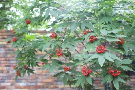 Sambucus Tigranii Sureaux