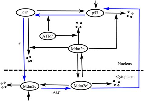 Schematic Diagram Containing P53mdm2c Positive Feedback Loop