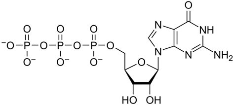 What Is The Difference Between Atp And Gtp Compare The Difference
