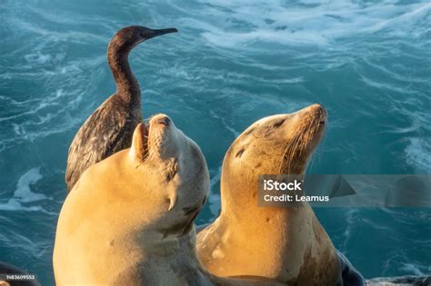 라호야 코브 기슭의 대형 바다사자 서식지 샌디에이고 캘리포니아 미국 La Jolla Cove 샌디에이고 California 미국