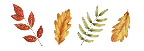 Aquarelle Dautomne Illustration Isolé Sur Fond Blanc Citrouilles