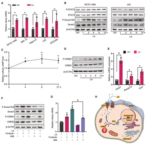 Cell Metabolism丨乳酸通过结合可溶性腺苷酸环化酶来调节铁代谢 知乎