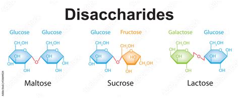Disaccharide Maltose