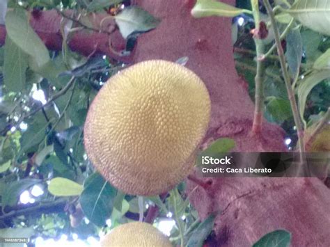 The Califlorous Fruit Of The Jack Tree A Fruit Grow On Short Stems From