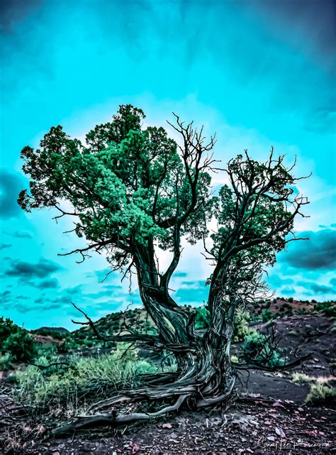 The Juniper Focal World