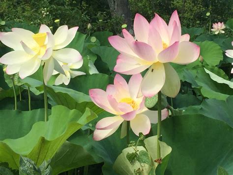 Fendol Farms Accessible Chair Yoga Seriestuesdays