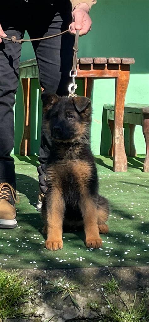Safkan Yavru Dişi Alman Kurdu Satılık Yavru Köpek Satılık Köpek