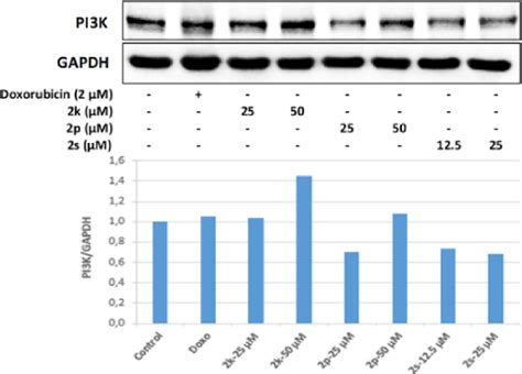 Western Blot Results Of Hepg2 Cells Treated With Ic 50 Concentrations