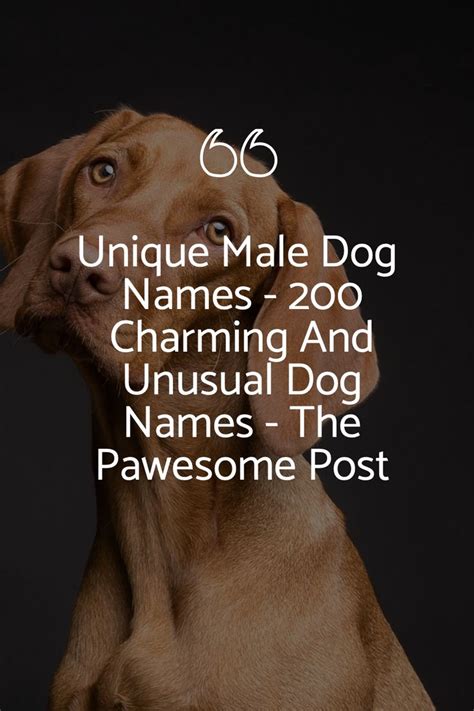 Unique Male Dog Name Dog Names Unusual Dog Names Dog Names Male