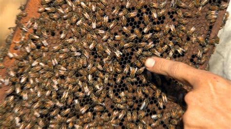 Woman Nearly Killed By Swarm Of Killer Bees Gma