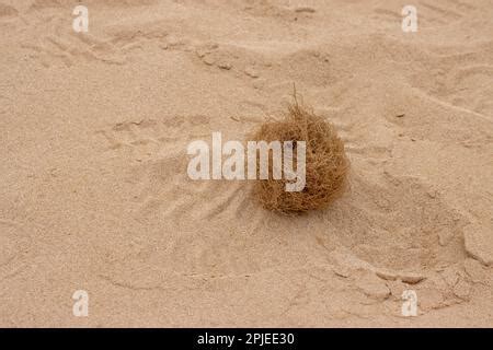 The Iconic Symbol For Nothing Happens Tumbleweeds Rolling On The